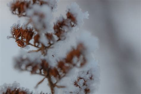 Geada Frio Neve Foto Gratuita No Pixabay Pixabay