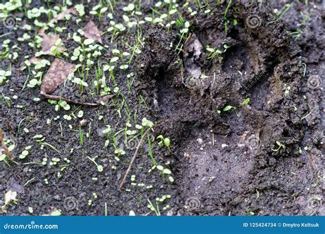 Hunderennbahn Im Schlamm Tierabdruck Auf Der Stra E Im Abschluss Herauf
