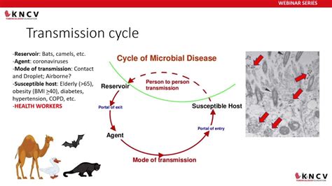 Tuberculosis Transmission Cycle