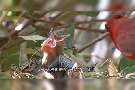 现实版 愤怒的小鸟”，浑身火红的羽毛，生气时会不会也爆炸羽毛愤怒的小鸟浑身