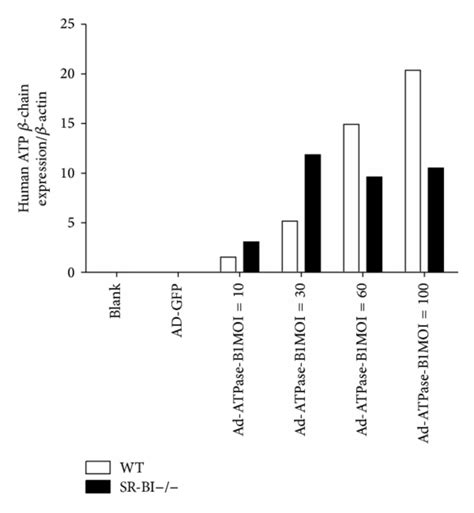 Multiplicity Of Infection Moi Test In Hepg2 Cells And Primary