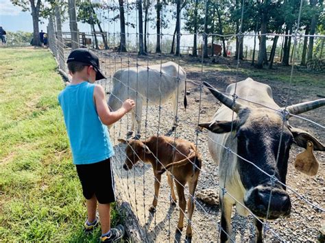 Critter Lane Petting Zoo Valles Mines Mo