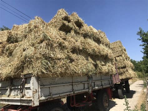 Продавам Сено Селскостопански продукти Малина Продавам сено Бали 23