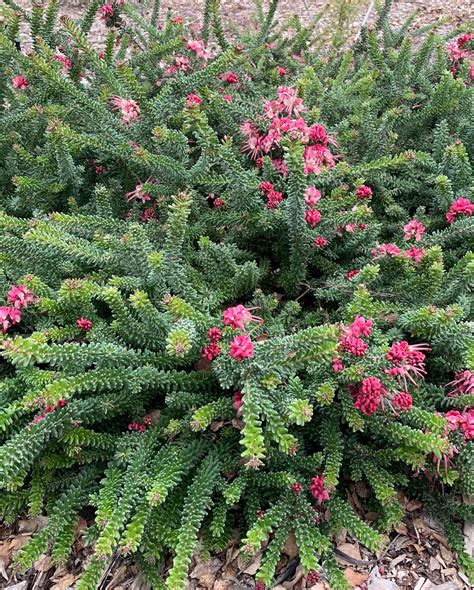 The Grafting Company On Instagram Great To See So Much Colour In The