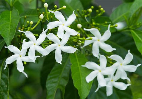 Sampaguita茉莉花花 库存图片 图片 包括有 菲律宾 室外 关闭 相当 工厂 花卉 公园 68466643