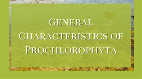 General Characteristics Of Prochlorophyta Bio Smart Notes