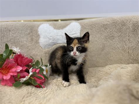 코리안숏헤어 쫑긋이 말티푸전문무료분양 푸들전문무료분양 먼치킨전문무료분양 랙돌전문무료분양 브리티쉬숏헤어전문무료분양 스코티쉬폴드전문무료분양 러시안블루전문무료분양 강아지전문무료