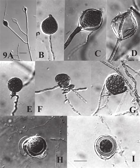 Pythium Helicoides A Sporangiophore With Cymose Branching B D