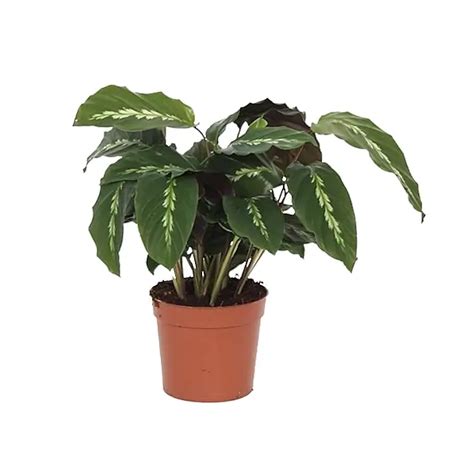 Shop Goeppertia Calathea Plants Foliage Factory