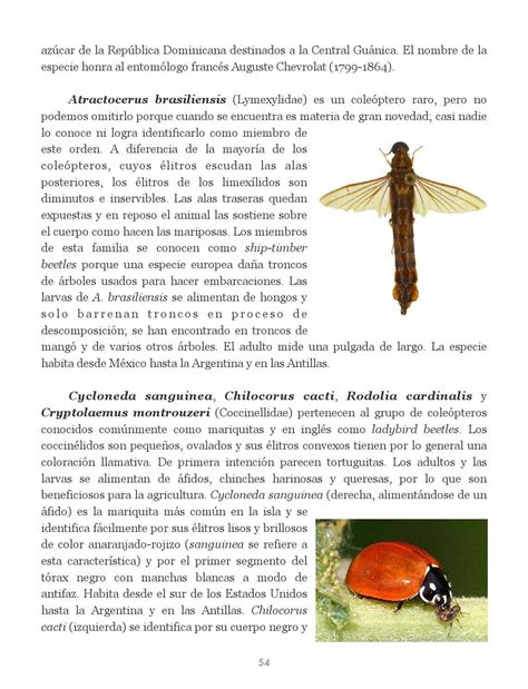 Insectos De Puerto Rico By La Colección Puertorriqueña Issuu