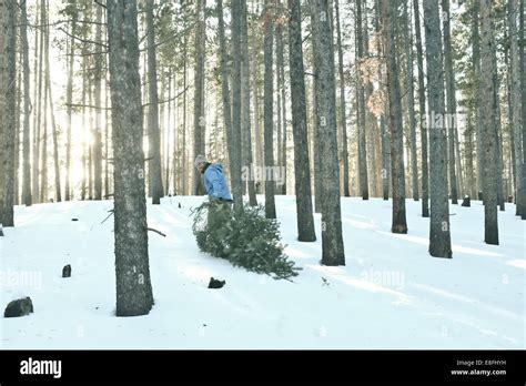 Man Dragging A Christmas Tree Through The Snow Hi Res Stock Photography And Images Alamy
