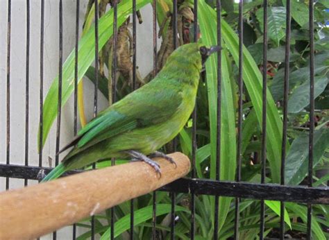 Budidaya Burung DIJUAL BURUNG CUCAK IJO MINI PENTET PUTER PUTIH