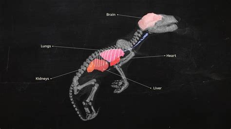 When Australian Scientists Almost Brought Back The Extinct Gastric Brooding Frog Abc News