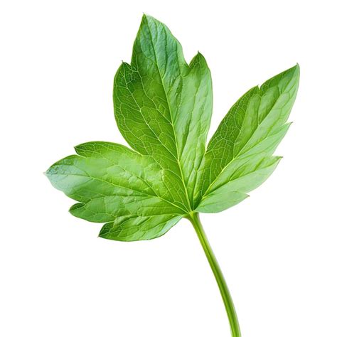 Premium Photo Isolated Desert Delphinium Leaf With Palmately Compound