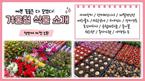 🌺 12월 식물 실내식물과 노지월동 가능한 야생화종류 크리스마스 식물 소개 단연화 01084461438 문자주문 심폴 앵초 사계장미 히아신스 유럽제라늄