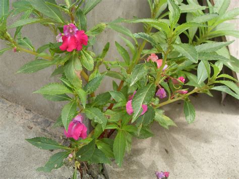 3 63 凤仙花 西北大学校园网络植物志