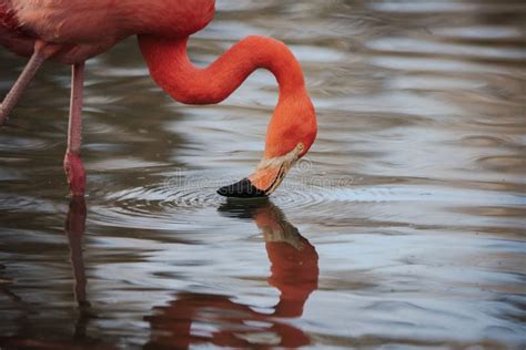 Close Up Portrait Of A Red Flamingo Filtering The Water Stock Image Image Of Flamingo