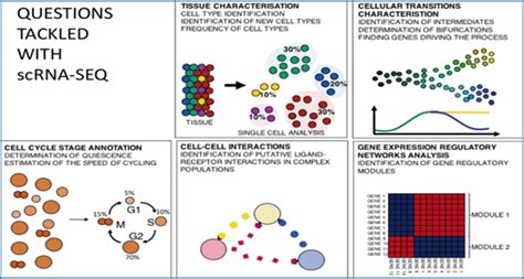 Global And Targeted Approaches To Single Cell Transcriptome