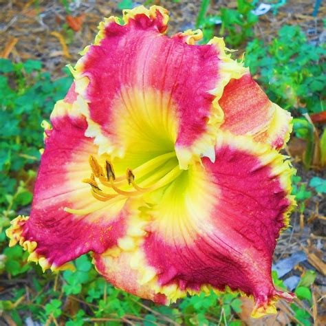 Daylily Bulbs Daylily Plants Daylily Bulbs For Sale Bloom Year After