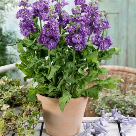 نبات المنثور Matthiola Incana مشتلة السلطان