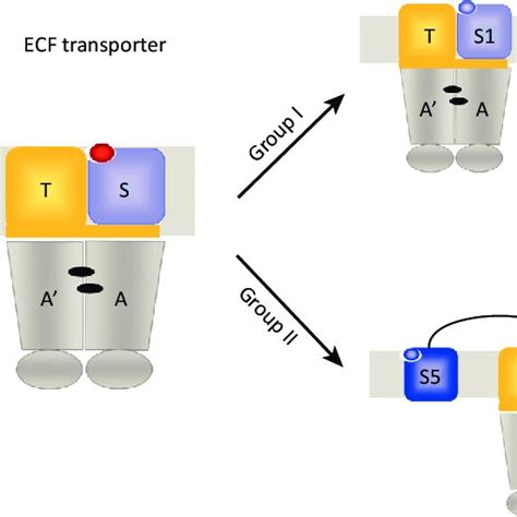 Overview And Differences Between The Atp Binding Cassette Abc And