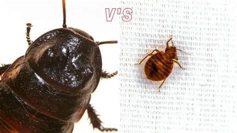 Bed Bug Vs Cockroach What Is The Difference Pest Control