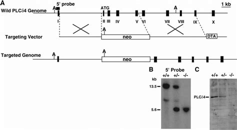 Targeted Disruption Of Plc4 Gene 21 A Gene Targeting Strategy