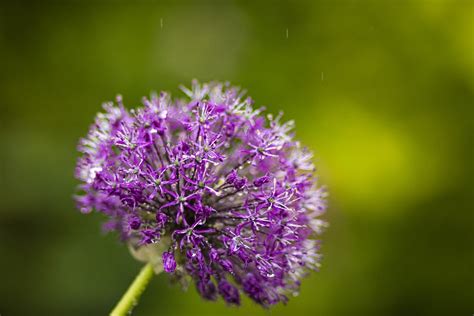 花 春天 秋天 Pixabay上的免费照片 Pixabay