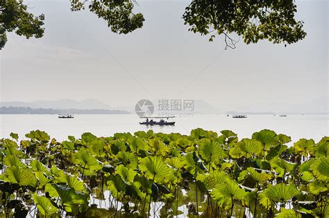 杭州西湖水生植物和渔船高清图片下载 正版图片501846255 摄图网