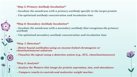 Western Blotting Purification Of Antibodies Immunology Ppt