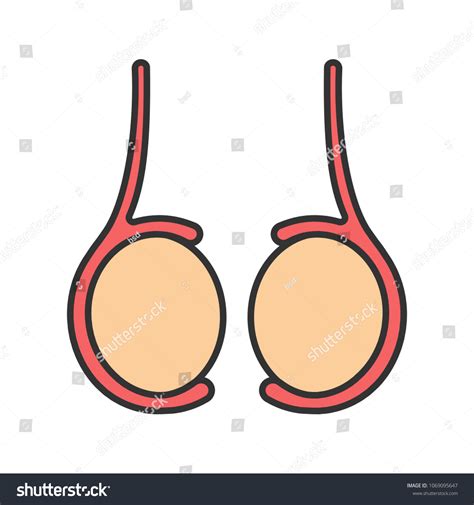 Testicles Color Icon Testis Male Reproductive Stock Vector Royalty