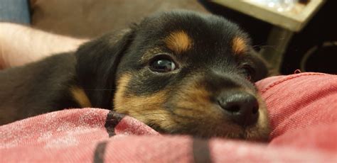 He Has Got To Be The Cutest Puppy Ive Ever Met Look At That Face 😍