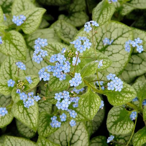 Brunnera Macrophylla Jack Frost White Flower Farm