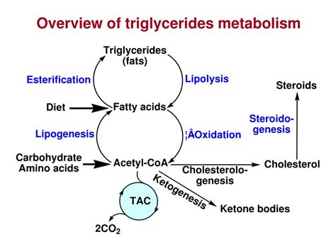 Ppt Chapter 5 Metabolism Of Lipids Powerpoint Presentation Free