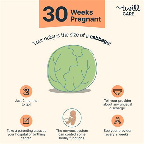 30 Weeks Pregnant Pregnancy Week By Week Twill Care