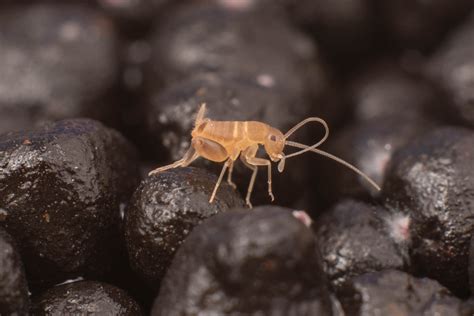 Ant Street Journal