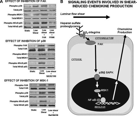 Low Shear Induced Endothelial Signaling Involves A Series Of Discrete