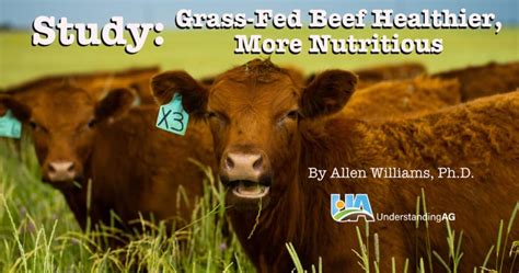 Nutritional Comparisons Between Grass Fed Beef And Conventional Grain Fed Beef Understanding Ag