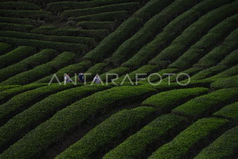 MENIKMATI PESONA KEBUN TEH SOLOK ANTARA Foto