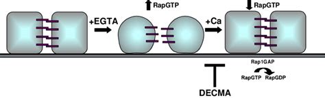 5 A Model Of Rap Activation During Cell Cell Contact Disruption