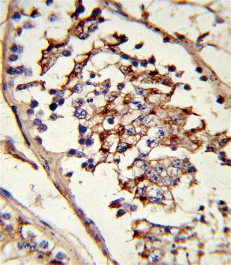Glul Antibody N Term Affinity Purified Rabbit Polyclonal Antibody