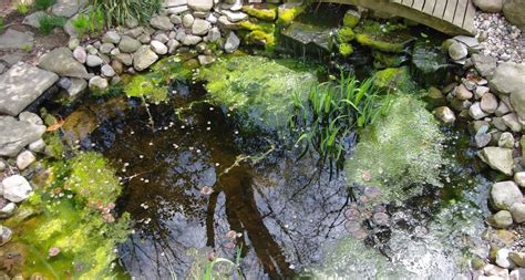 How To Treat String Algae In Ponds The Pond Doctor