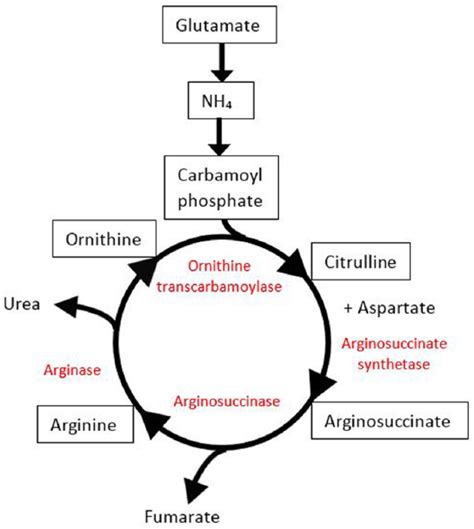 Urea Cycle