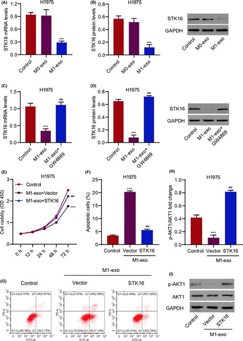 Exosome Derived From M1 Macrophages Inhibits Cell Viability And