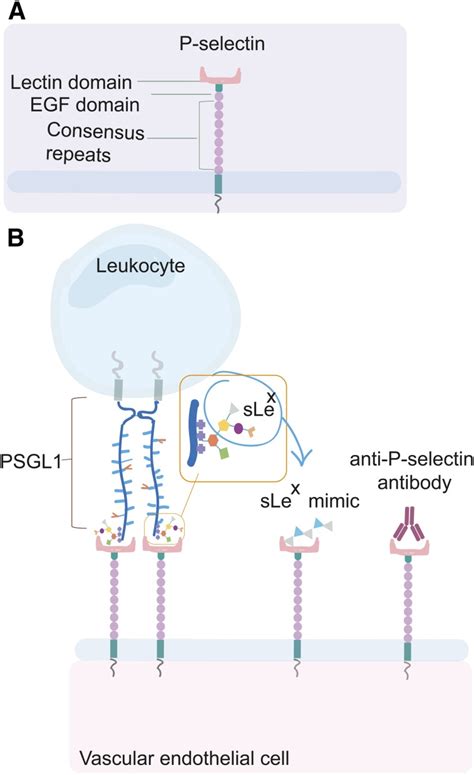 Targeting P Selectin Adhesion Molecule In Molecular Imaging P Selectin Expression As A Valuable