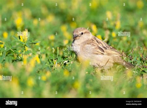 Female Spanish Sparrow Passer Hispaniolensis During Spring Migration