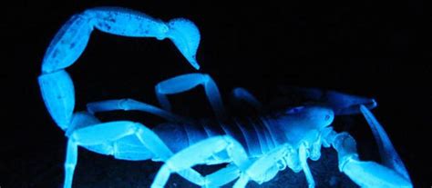 Why Do Scorpions Glow At Night