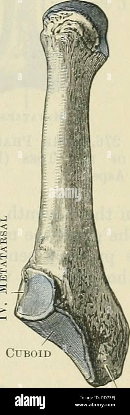 Feline Bone Anatomy Xiphoid Process