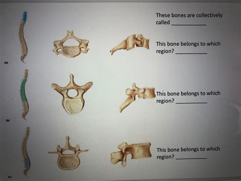 Superior And Right Lateral Views Of Typical Vertebrae Diagram Quizlet