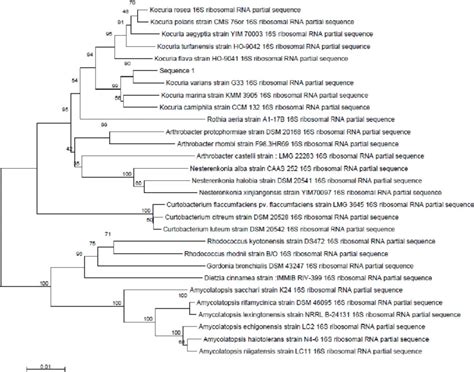 Mega 5 Alignment Explorer Aligning The Sequence For Phylogenetic